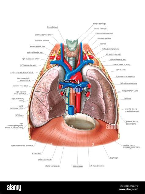 Illustration Of The Superior Mediastinum This Image Of Anterior View