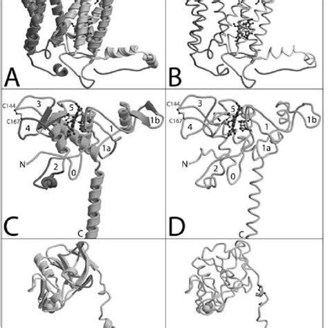 topologies of the cyt b cyt c 1 and the fe s protein subunits of the
