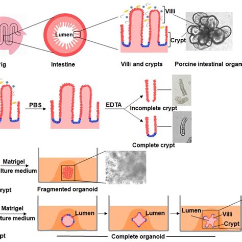 Intestinal Structure Crypt Location And Organoid Formation A The