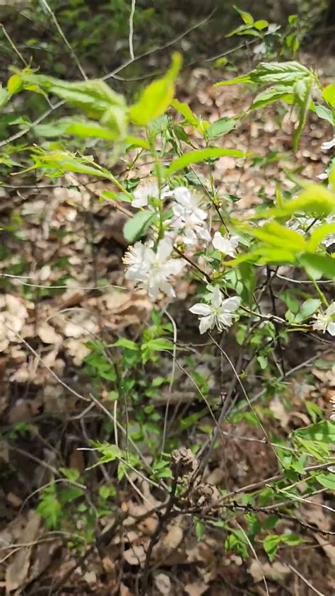 이스라지 꽃 산앵두 꽃술이 매혹적이네요 Youtube