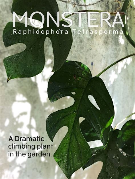 Raphidophora Tetrasperma