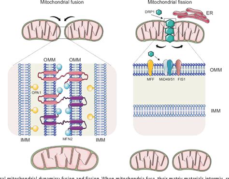 Figure 1 From The Role Of Mitochondrial Dynamic Dysfunction In Age