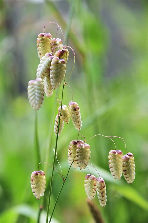 Quaking Grass Friends Of Heene Cemetery