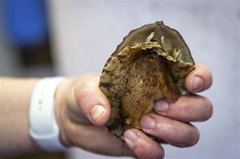 Californias Beloved Abalone Sea Snails Are Struggling Heres Why Kqed