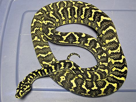 6 Pics Carpet Ball Python Size And Review Alqu Blog