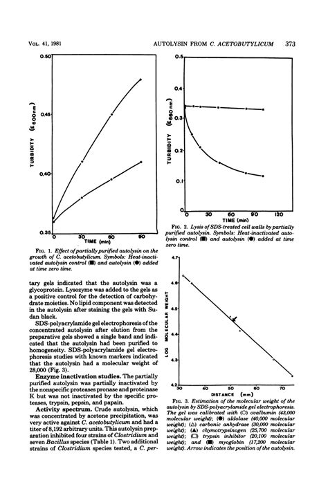 Purification And Characterization Of An Autolysin From Clostridium