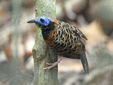 Ocellated Antbird Ebird
