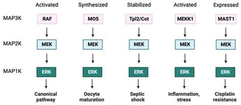 Navigating The Erk12 Mapk Cascade