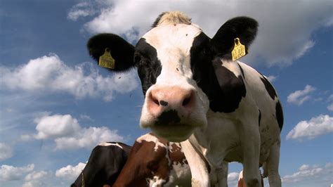 Scientists Are Breeding Cows That Burp Less Methane Heres How That