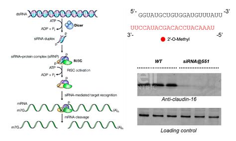 Custom Sirna Synthesis And Validation Bicell Scientific®