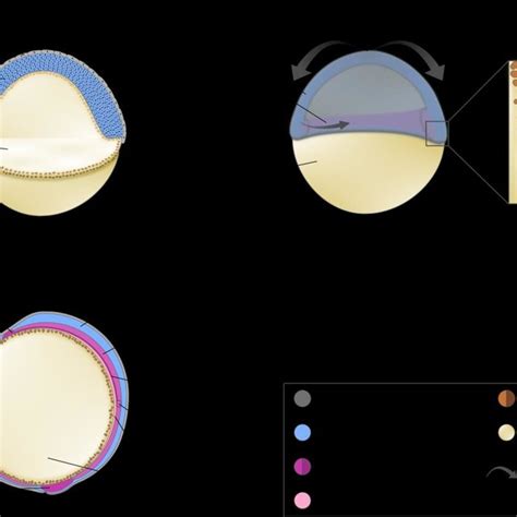 Scheme Of Microinjection Setup Fertilised Eggs Left Were Aligned In Download Scientific