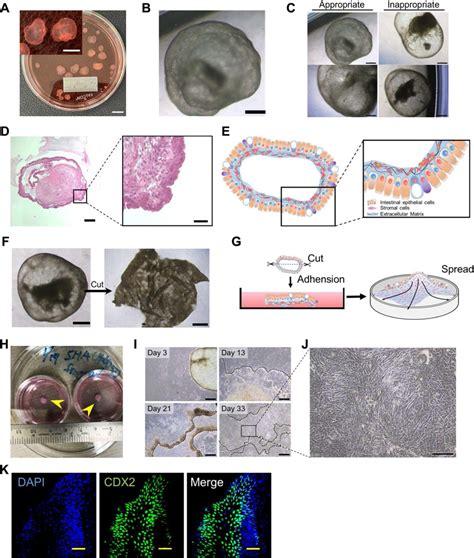 Isolation Of Intestinal Epithelial Cells From Small Intestinal