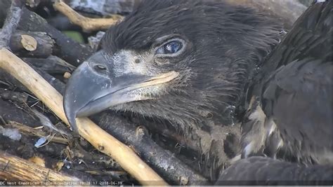 Remembering Valor American Eagle Foundation