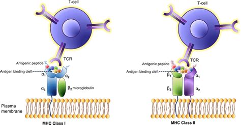 Schematic View Of MHC Class I And MHC Class II Molecules MHC Class I Download Scientific