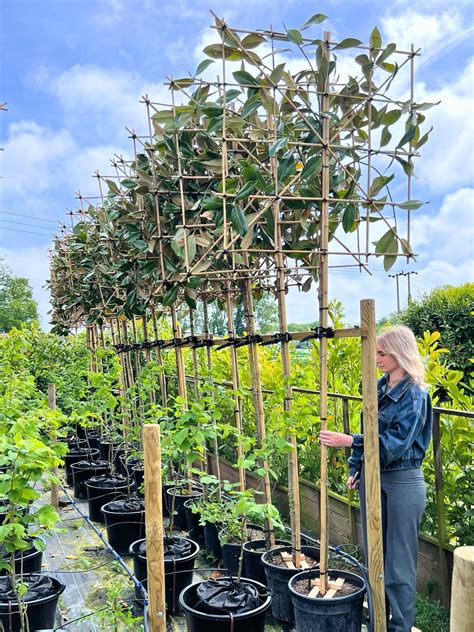Free Consultation From Our Pleached Tree Specialists Pleached Trees
