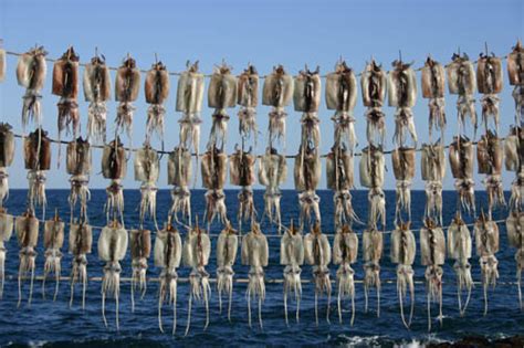 오징어배 불빛으로 꽃밭처럼 현란했던 바다 오마이뉴스