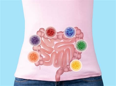 How To Starve Bad Gut Bacteria The Ibs And Gut Health Clinic