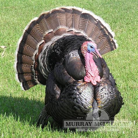 Mcmurray Hatchery Broadbreasted Bronze Turkeys Bronze Turkey Birds