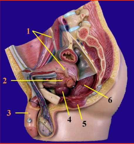 URINARY MODEL 12 Diagram Quizlet