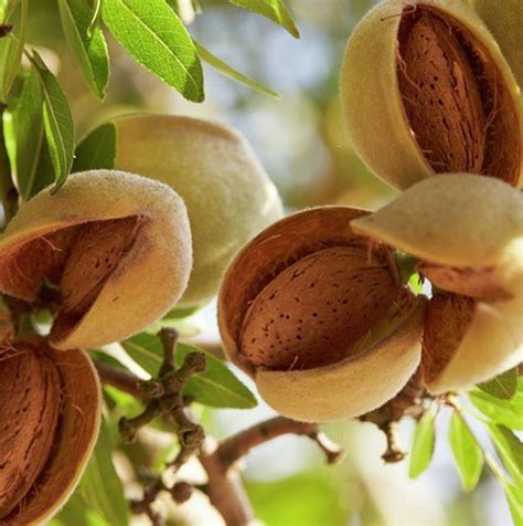 Миндаль Орехи Дерево Фото