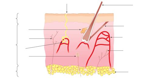 Human Skin Labelling Diagram Quizlet