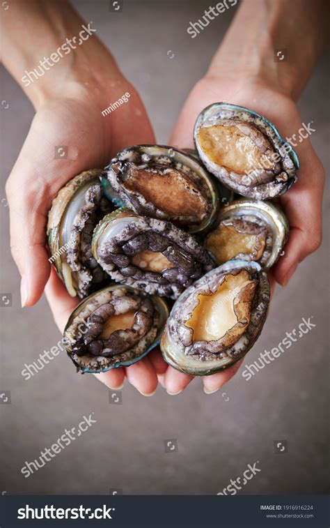 Abalone Shellfish