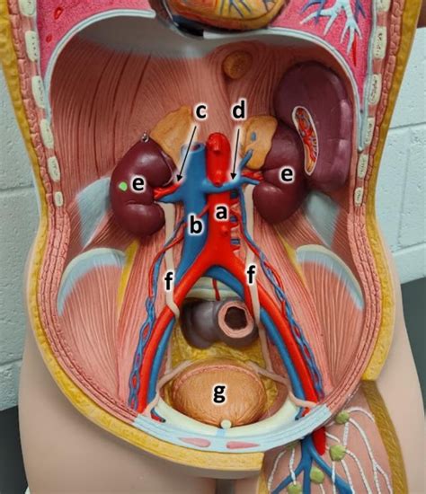 Urinary 2 Diagram Quizlet