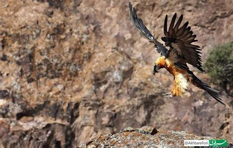 عکس جدیدترین تصویر از هُمای سعادت در ارتفاعات قزوین خبرآنلاین