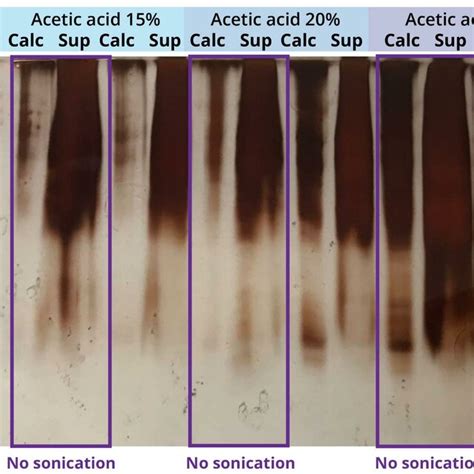 Silver Staining Estimate Of Protein Yield Under Different Conditions Download Scientific