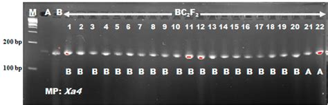 Genotyping And Foreground Marker Assisted Selection Of Bc2f2 Progenies Download Scientific