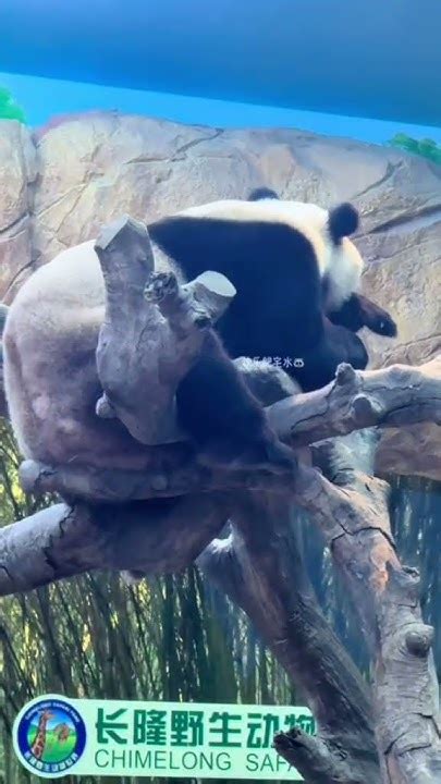 酷酷生胖气，伺养员小哥哥上胡小姐凌哄娃！ 大熊猫酷酷 可爱到爆炸💥 Youtube