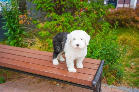 올드잉글리쉬쉽독분양 골든리트리버분양 대형견분양 큰개닷컴