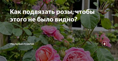 Как подвязать розы, чтобы этого не было видно? | Реальный Розарий | Дзен