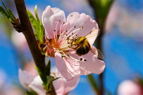 Hungry Bee Photograph By Jose Canales Fine Art America