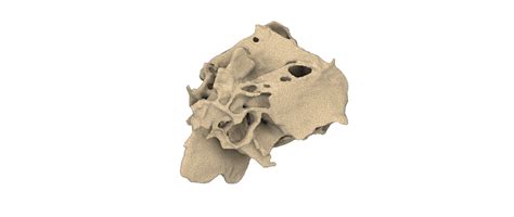 Stl File Ethmoid Bone 🦴 ・3d Printable Model To Download・cults