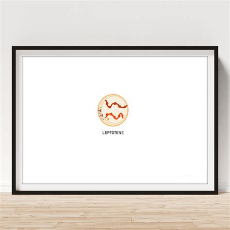 Meiosis I Prophase I Leptotene Poster By Kadambari Pathania Science Photo Library Science