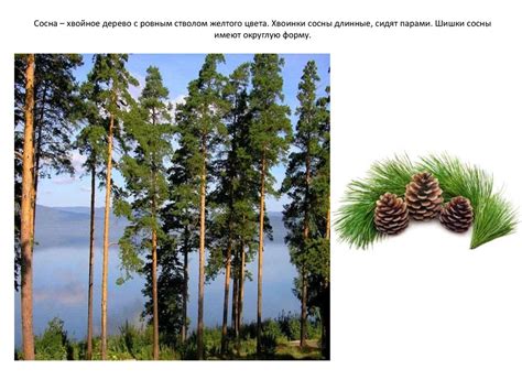 Хвойные деревья Online Presentation