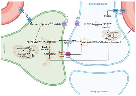 Ijms Free Full Text Metabolic Reprogramming Of Astrocytes In Pathological Conditions