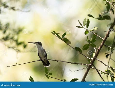 Female Ruby Throated Hummingbird Facing Left Perched On A Small Branch