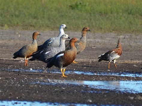 Cauquén Colorado Chloephaga Rubidiceps Ecoregistros
