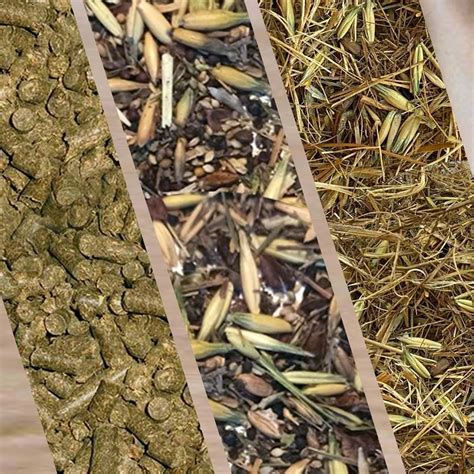 Малын тэжээл Ulaanbaatar