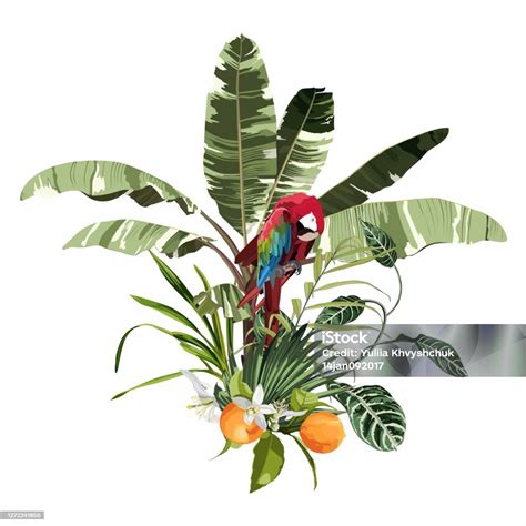 열대 야자 수 바나나 나무와 이국적인 잎과 흰색 배경 위에 붉은 앵무새 구성 포장 직물 초대 장부 카드 및 템플릿 디자인을위한