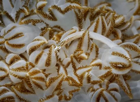 Andrei Savin Reveals The Concealed In Masters Of Hiding — Colossal