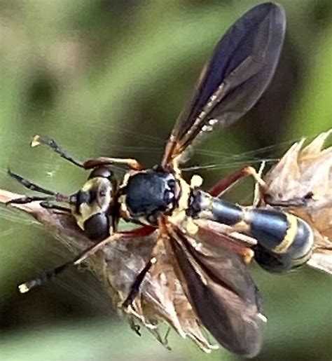 Fly Physoconops Brachyrhynchus Bugguide Net