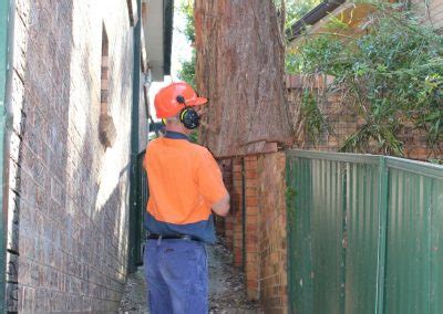 The Tree Cutting Company Tree Cutting Services Sydney Cost Prices