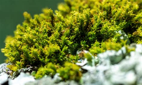 Examples Of Bryophytes