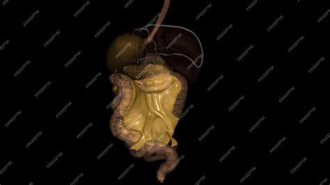 Premium Photo Mesenterytransverse Mesocolon And Sigmoid Mesocolon
