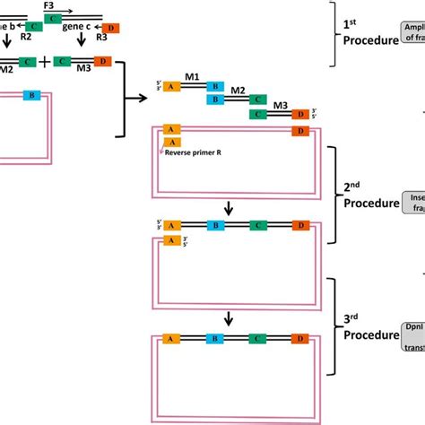 Schematic Representation Of Overlap Extension Pcr Two Dna Fragments