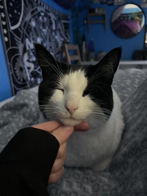 My Sweet Kitty Boo Boo R Cats