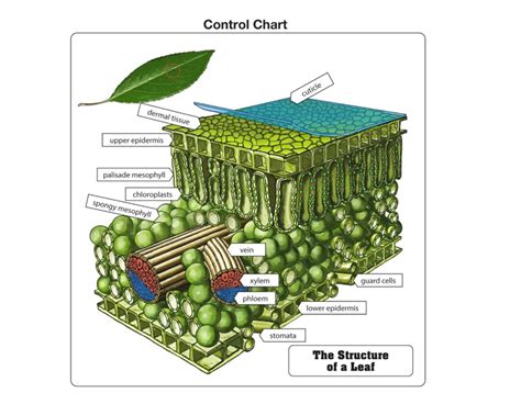 Montessori Materials The Structure Of A Leaf Puzzle